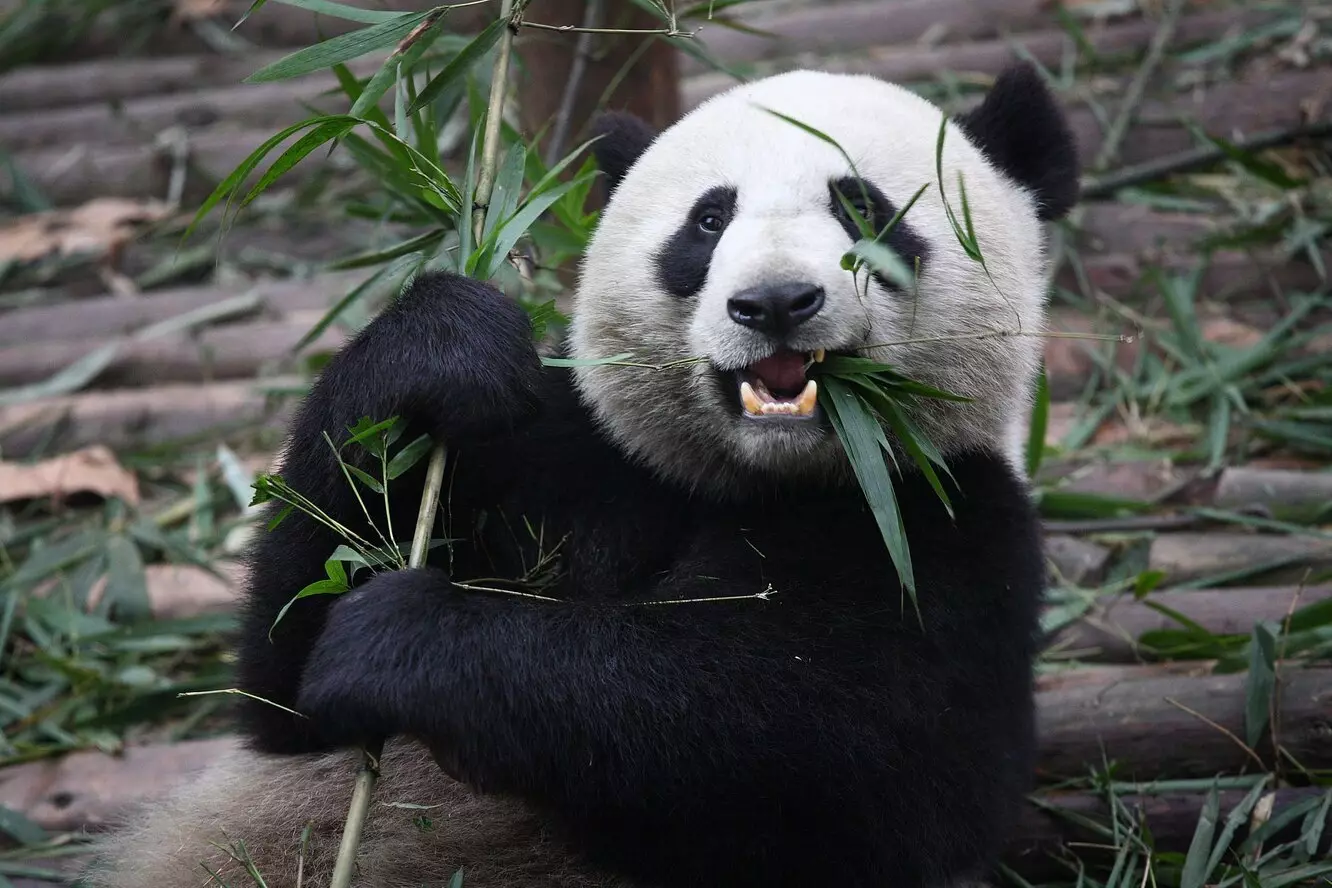 O le Vegetarianism e taofia ai le fa'atupuina o panda 344439_1