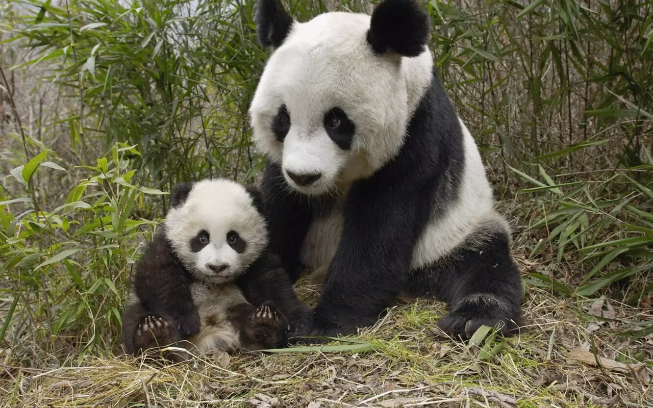 Vegetarijanstvo sprečava razmnožavanje pandi 344439_2