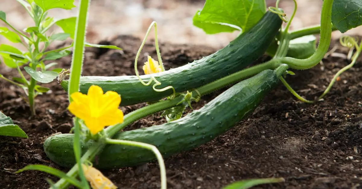 Sådan planter du agurkfrøplanter: instruktioner