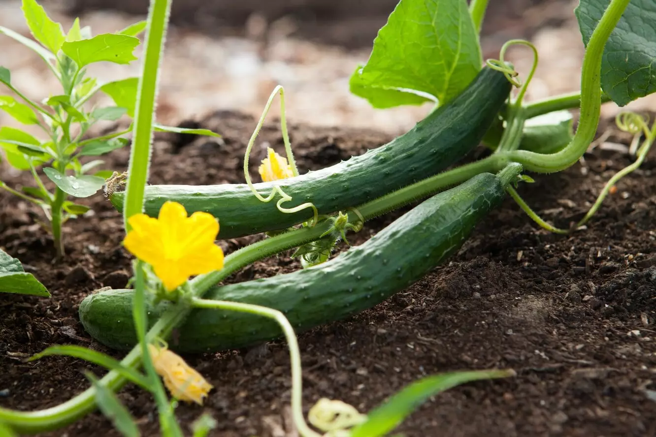 Ето как да засадите разсад от краставици: трикове, които ще улеснят живота ви