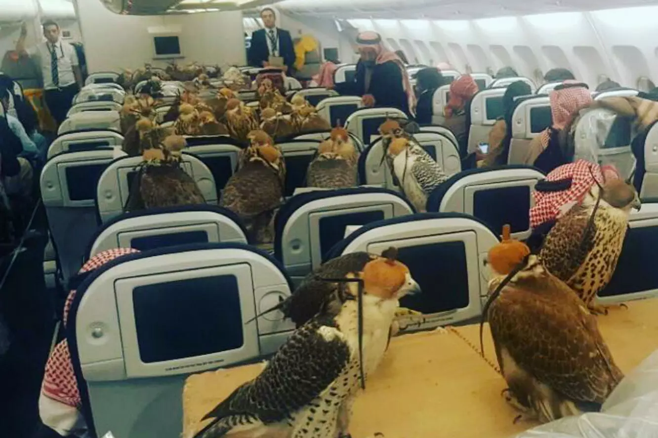 80 falcons a la cabina d'un avió de passatgers