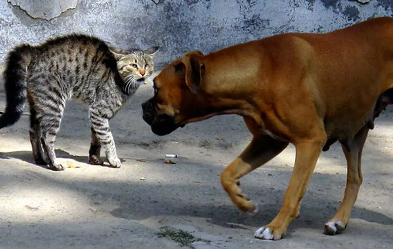 kucing dan anjing