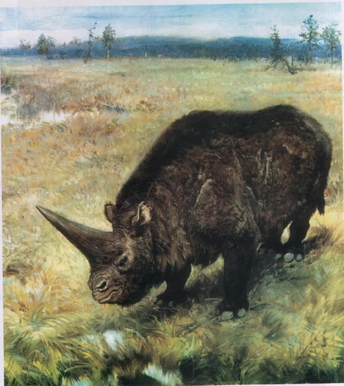 Sibírske elasmotherium. Rekonštrukcia Buriana zo zbierky Paleontologického múzea