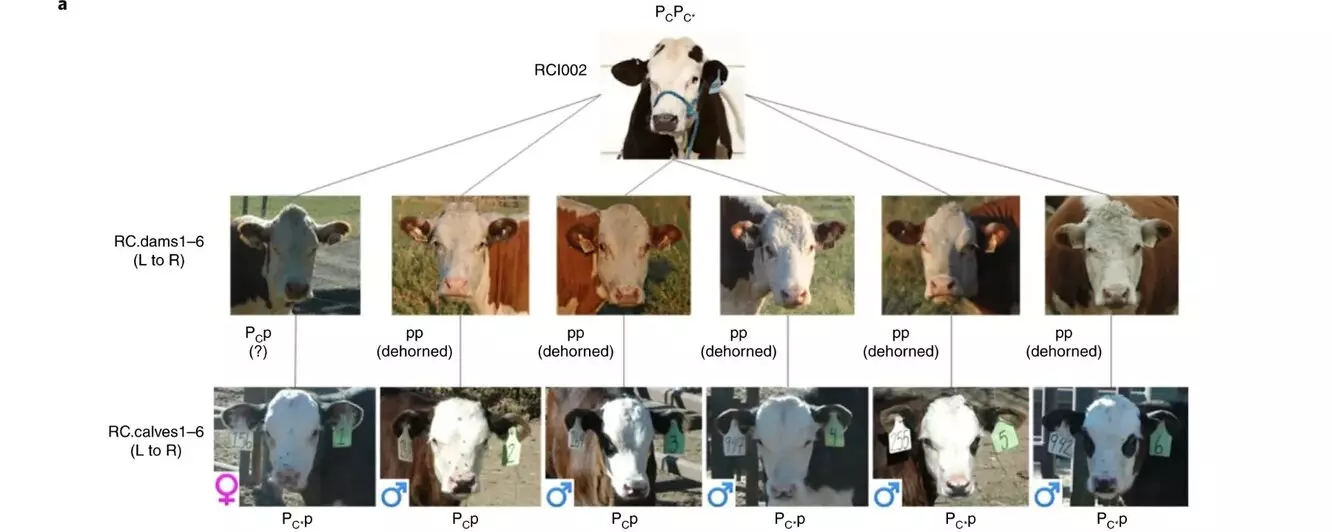 Polled bijimi, homozygous ga Polled Celtic, ya haifi maruƙa shida marasa ƙaho tun daga haihuwa