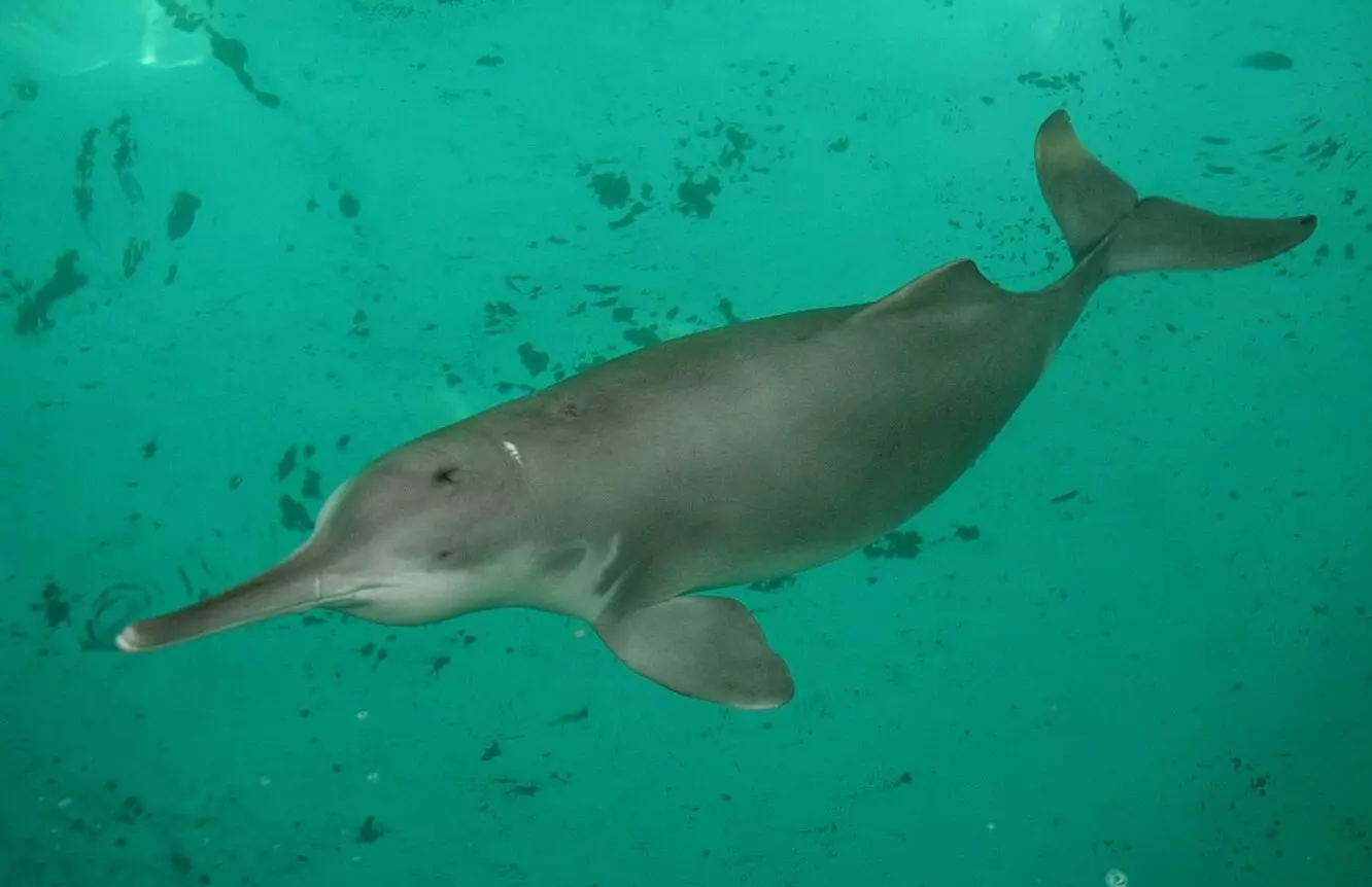 Le dauphin du Gange est le parent le plus proche du dauphin fossile récemment découvert.