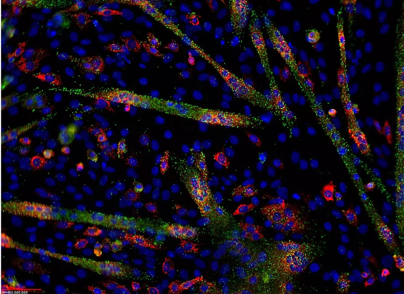 Forskere opdager glødende DNA 345588_2