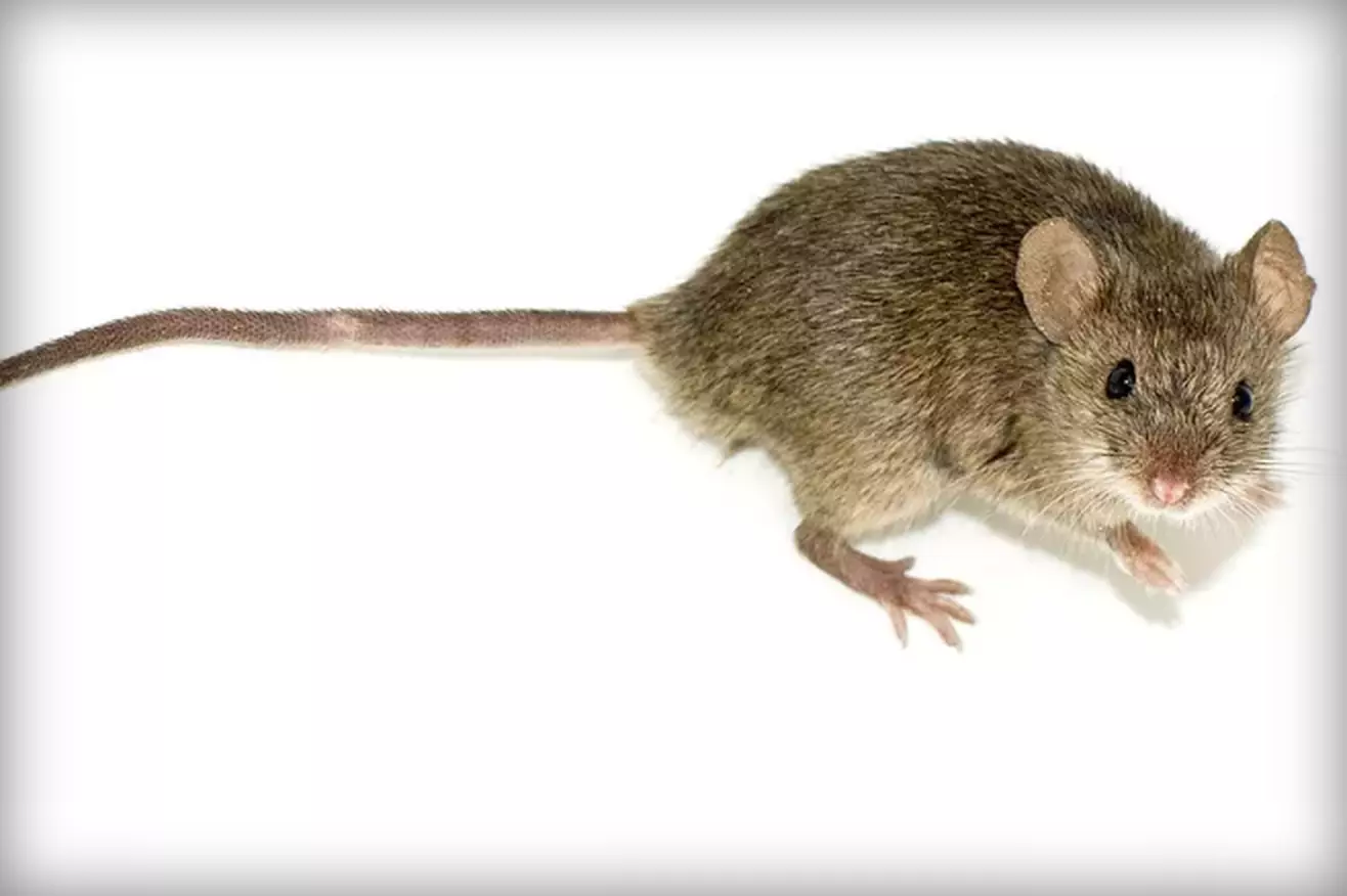 Якщо можна позбавити страху мишей, то як щодо людини?