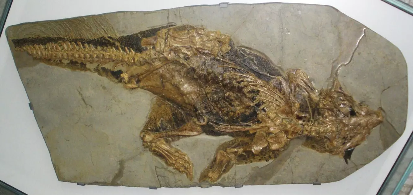 Fossilisearre oerbliuwsels fan in Psittacosaurus