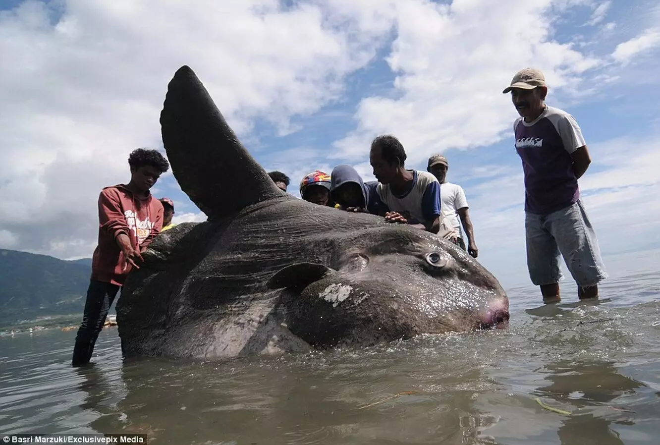 Scientists explain the rapid growth of the fish-moon 346245_2