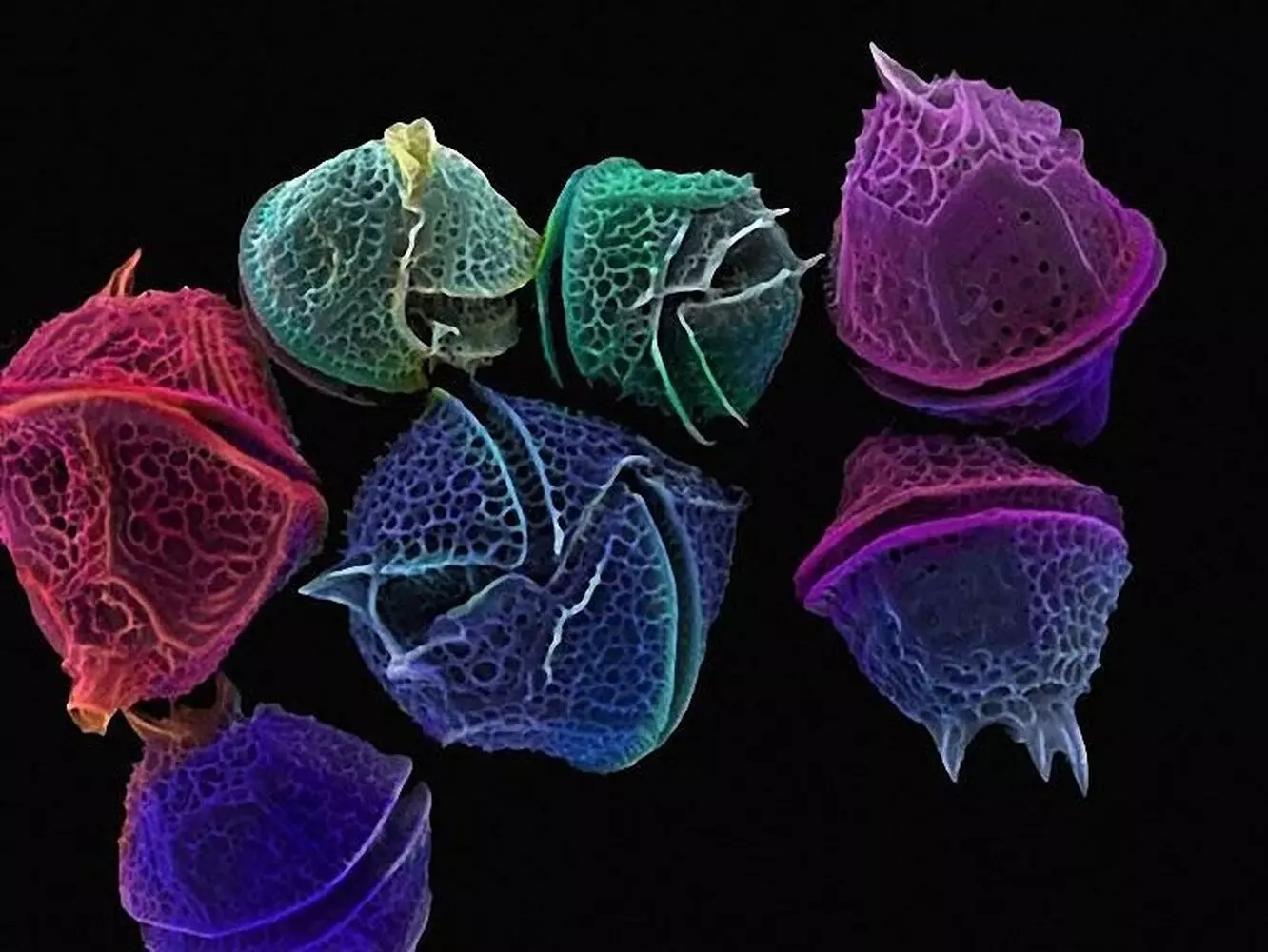 Diatom dalam cangkang silika biasa