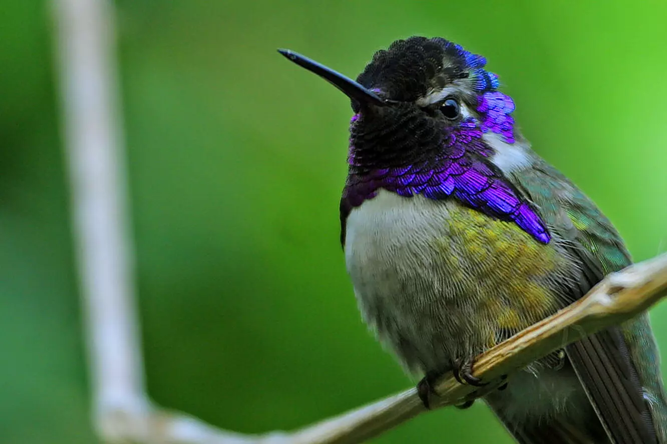 Kalipta Costa: burung yang tidak biasa dengan kepala gurita