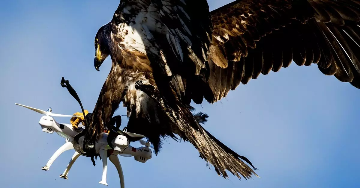 10 najlepszych walk zwierząt z bezzałogowymi dronami