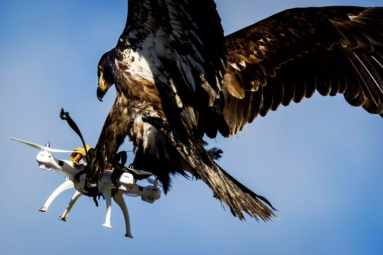 10 şerên heywanan ên çêtirîn bi dronên bêpîlot