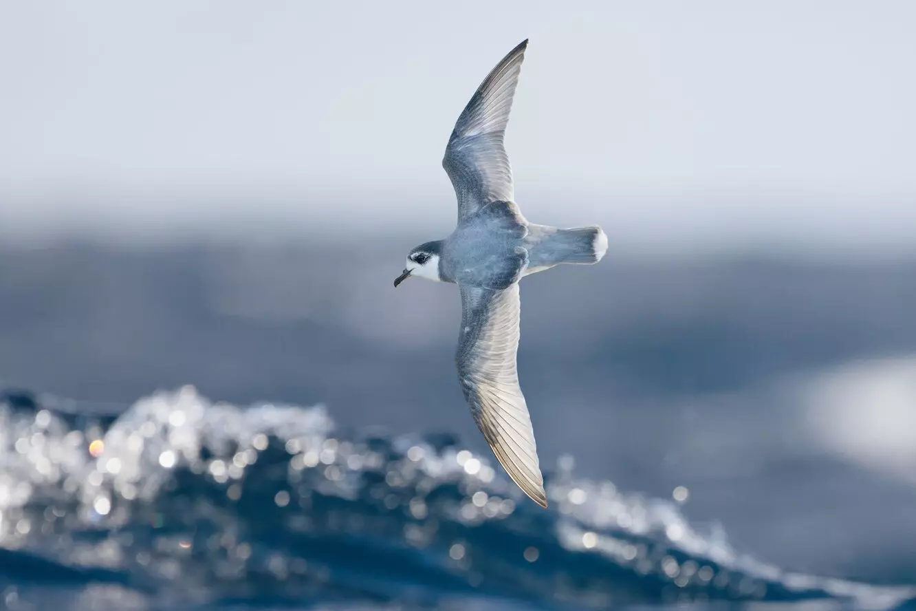 Els ocells marins mengen plàstic, confonent-lo amb una delicadesa