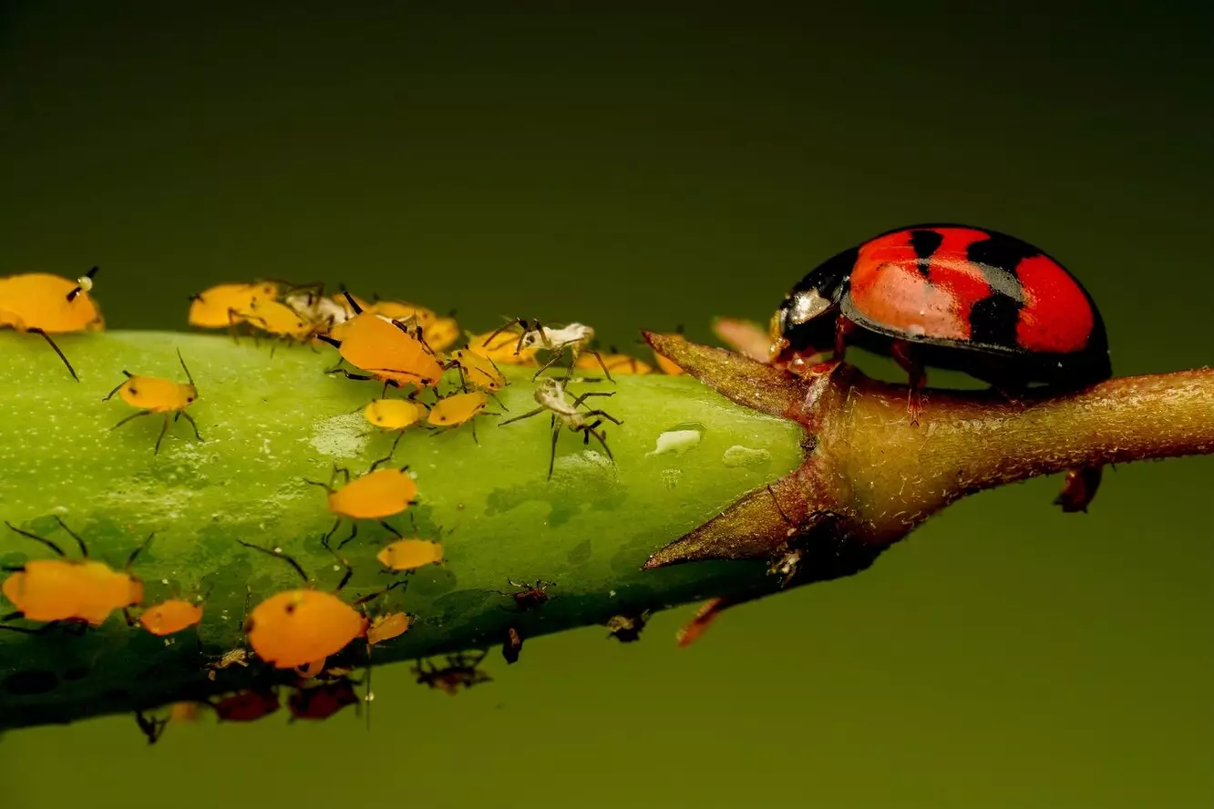 Este método eliminará as pragas de insectos no xardín dunha vez por todas: aquí tes como facelo