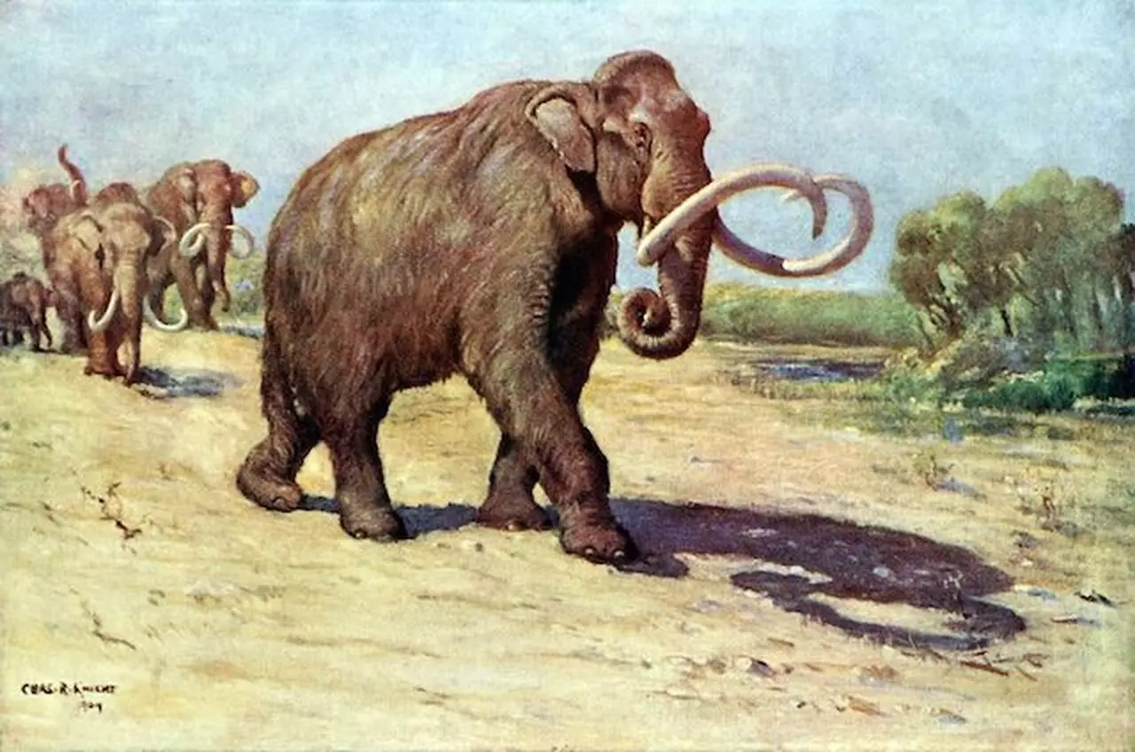 Mamut Columb