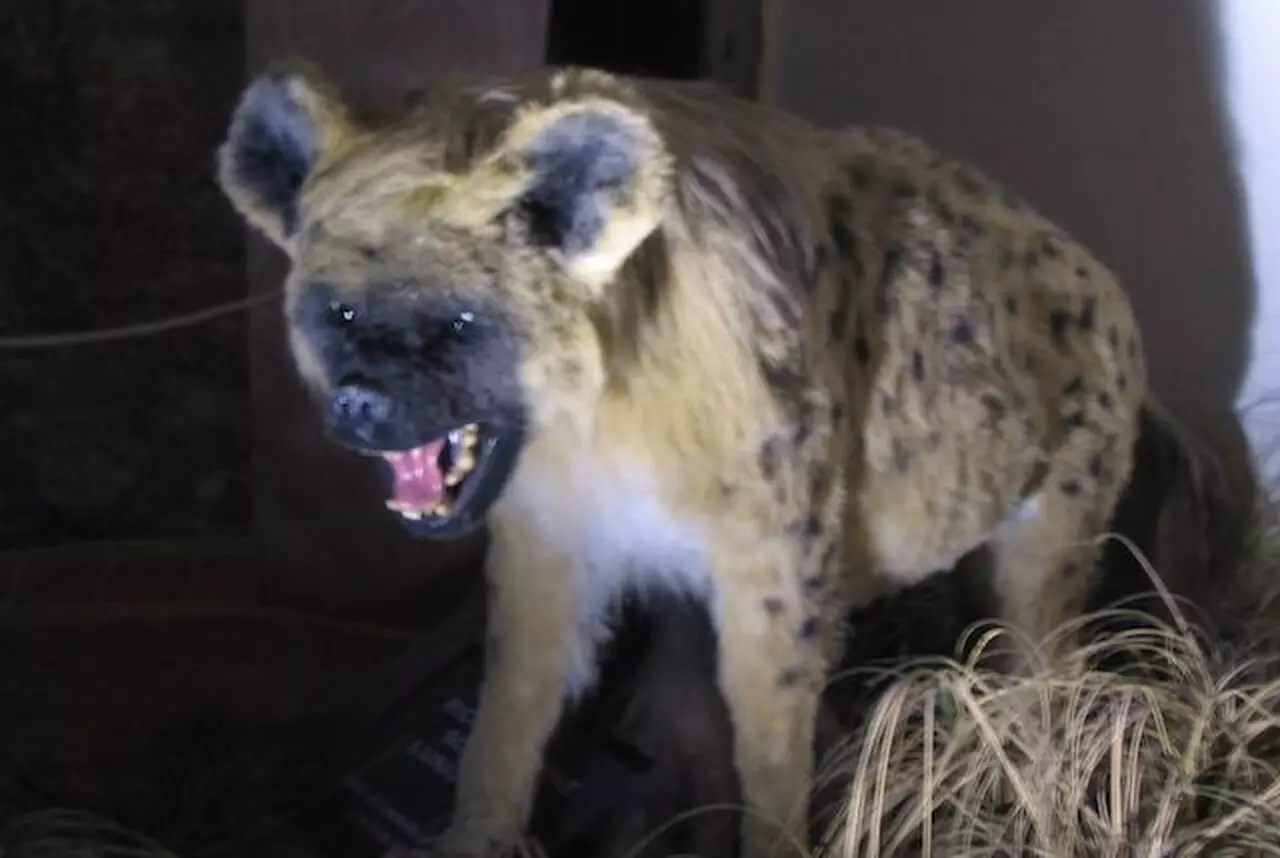 langob nga hyena