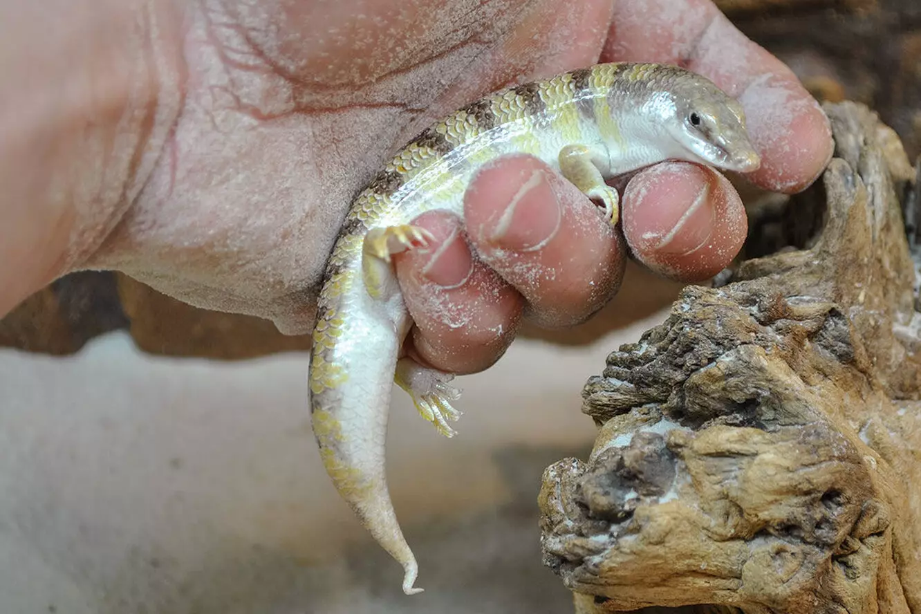 Bakit ang mga skink ay hindi nasu-suffocate sa buhangin: mga bagong tuklas