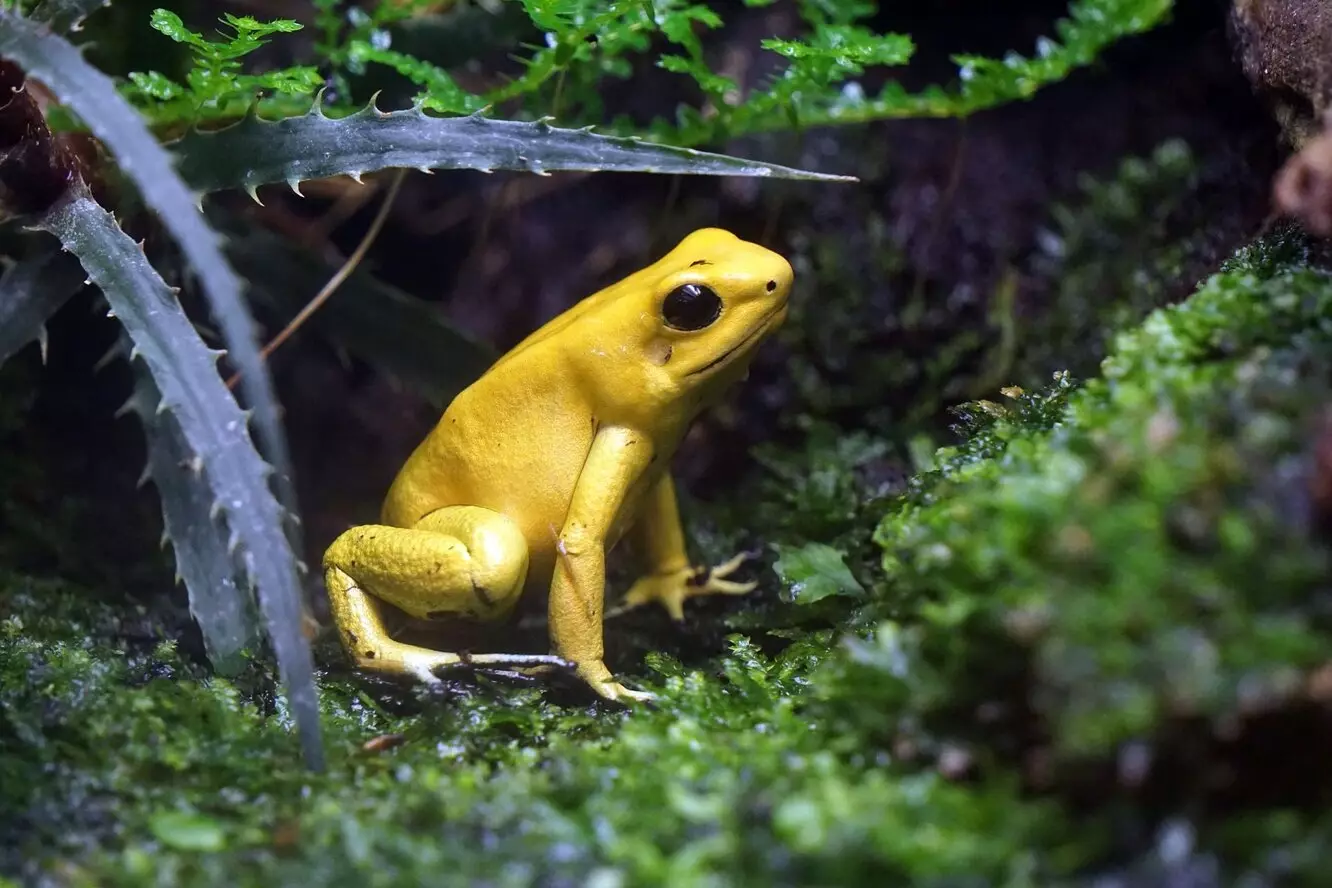 Wetenschappers hebben het krachtigste natuurlijke gif gesynthetiseerd