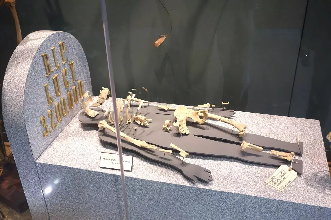 Australopithecus Lucy Mystery: Taighde Nua