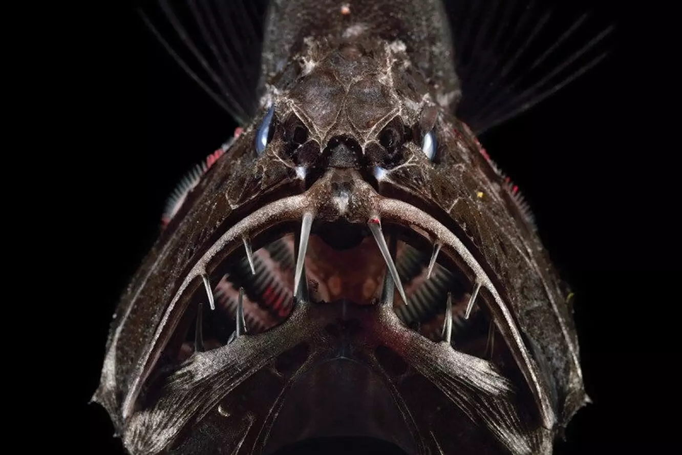 Szablozębny długorogi: nowe portrety najbardziej zębatych ryb