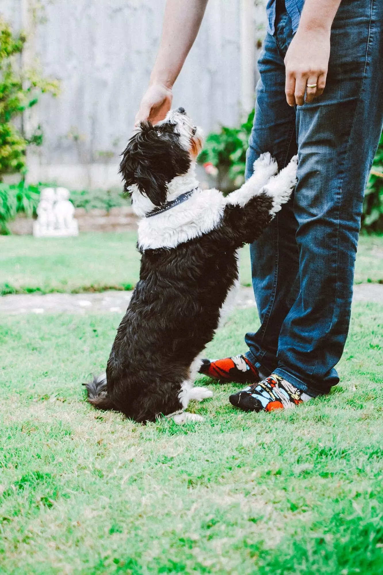 Gunakan penterjemah anjing dalam talian dan dalam apl untuk memanaskan komunikasi anda dengan anjing anda.