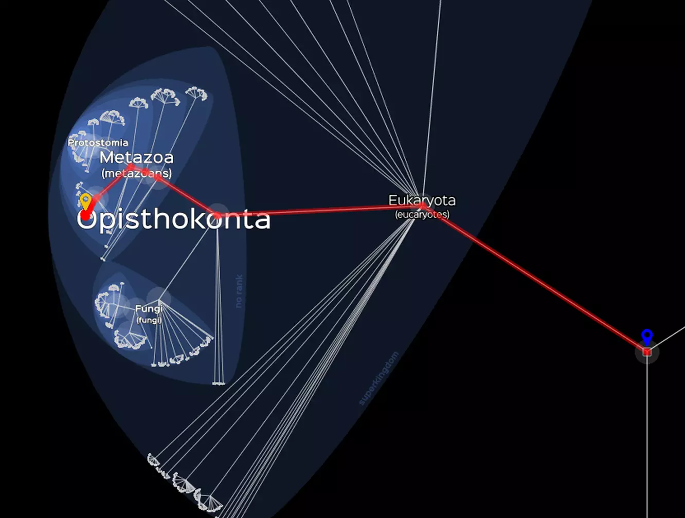 Ebe mmadụ na ngalaba eukaryotic