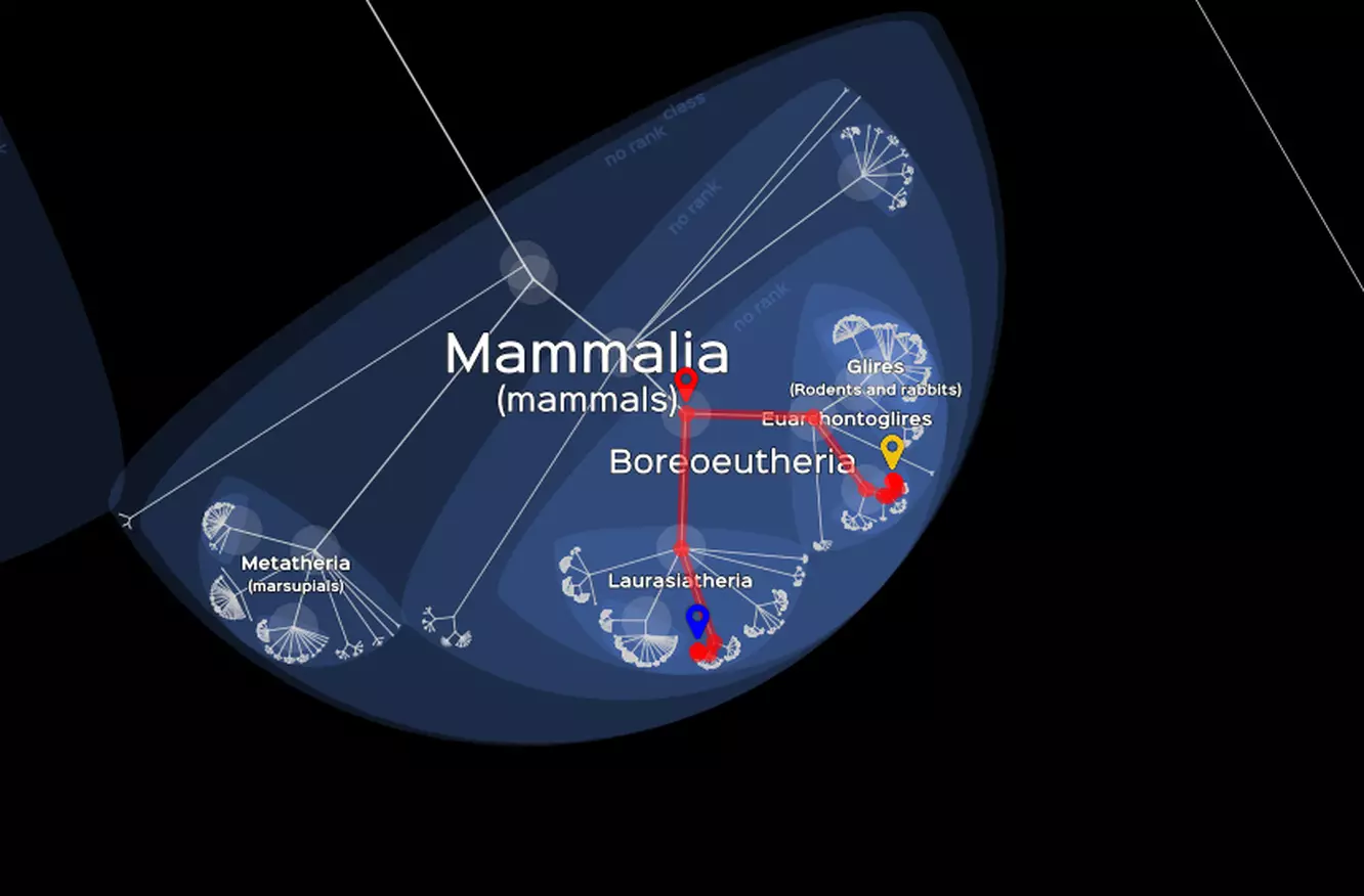 “Lifemap” -da möjegiň (Canis lupus) we adamyň (Homo sapiens) iň ýakyn atasyny tapyp bilersiňiz.