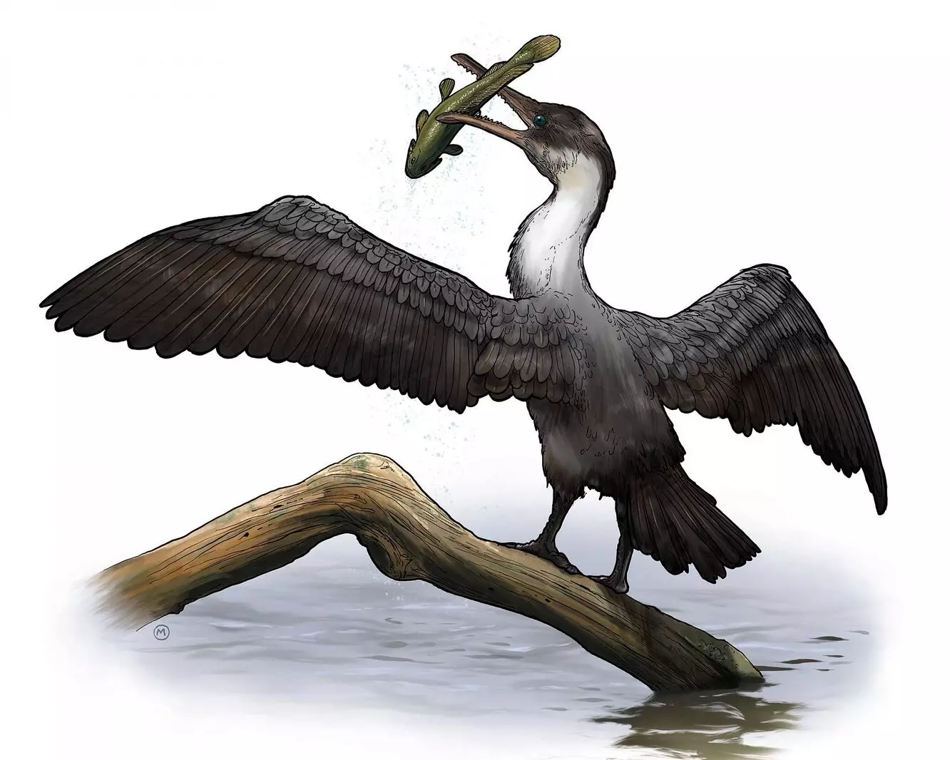 Burung fosil bergigi ditemui di Artik 348237_1