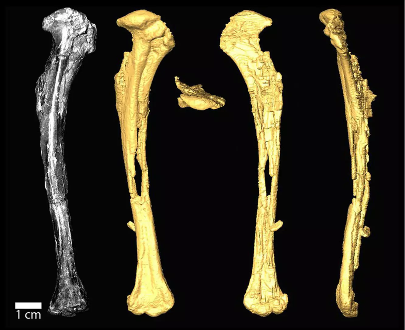 Ocell fòssil dentat trobat a l'Àrtic 348237_2