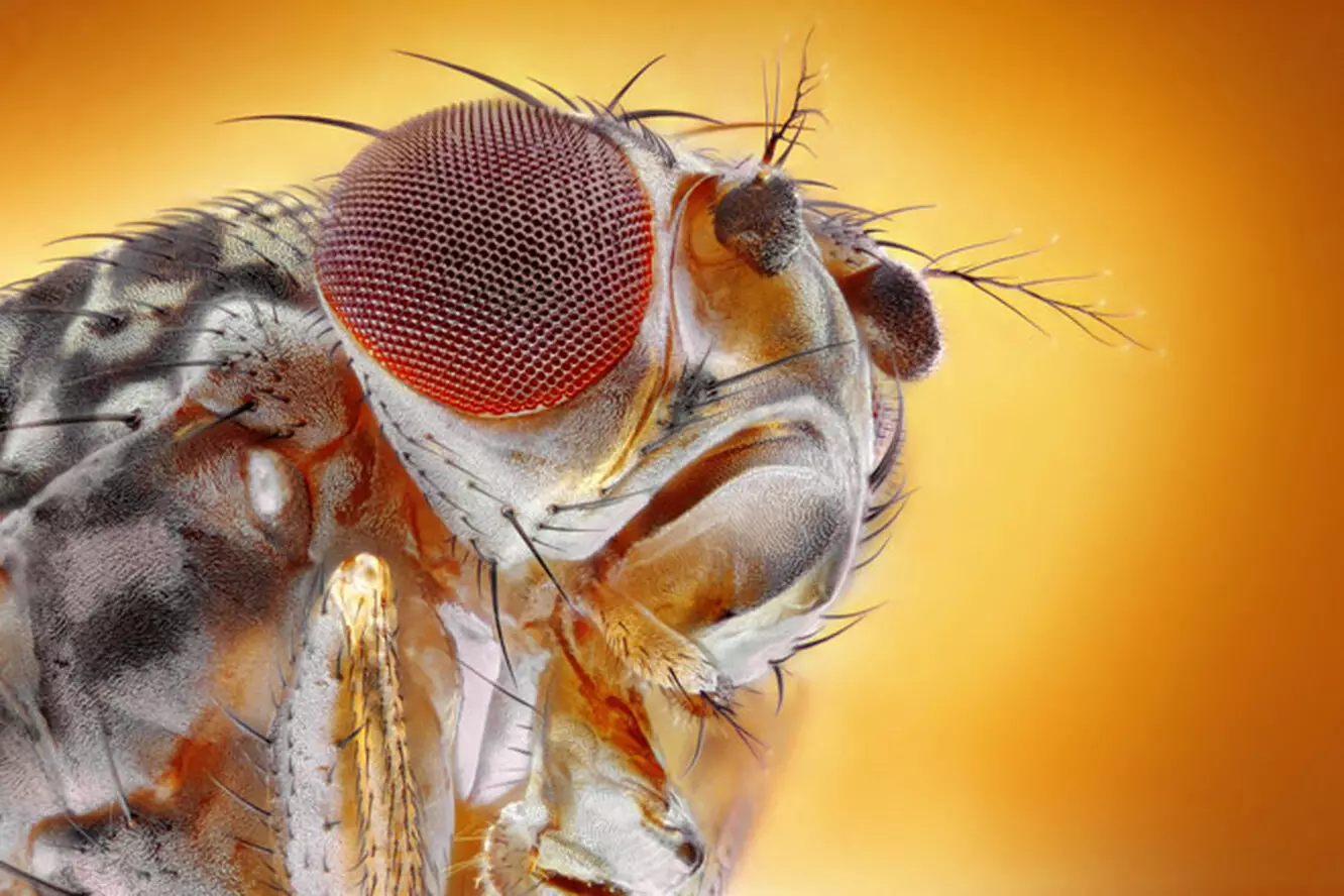 Russiese genetici het die werk van ruimtevlieggene bestudeer