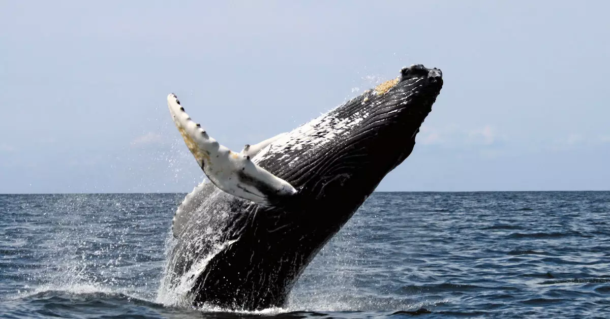 Caractéristiques de la reproduction des baleines : recherches inhabituelles