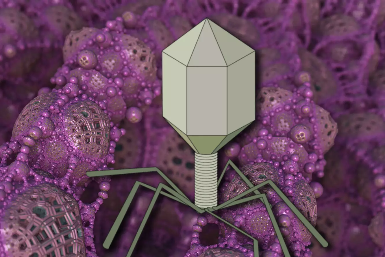 Mikrobjägare: vad är bakteriofager, hur de fungerar och vad de behandlar
