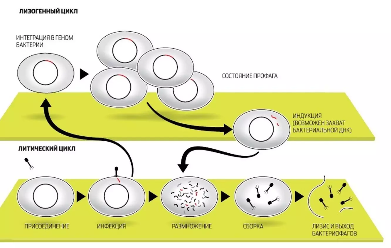 Cum funcționează bacteriofagul