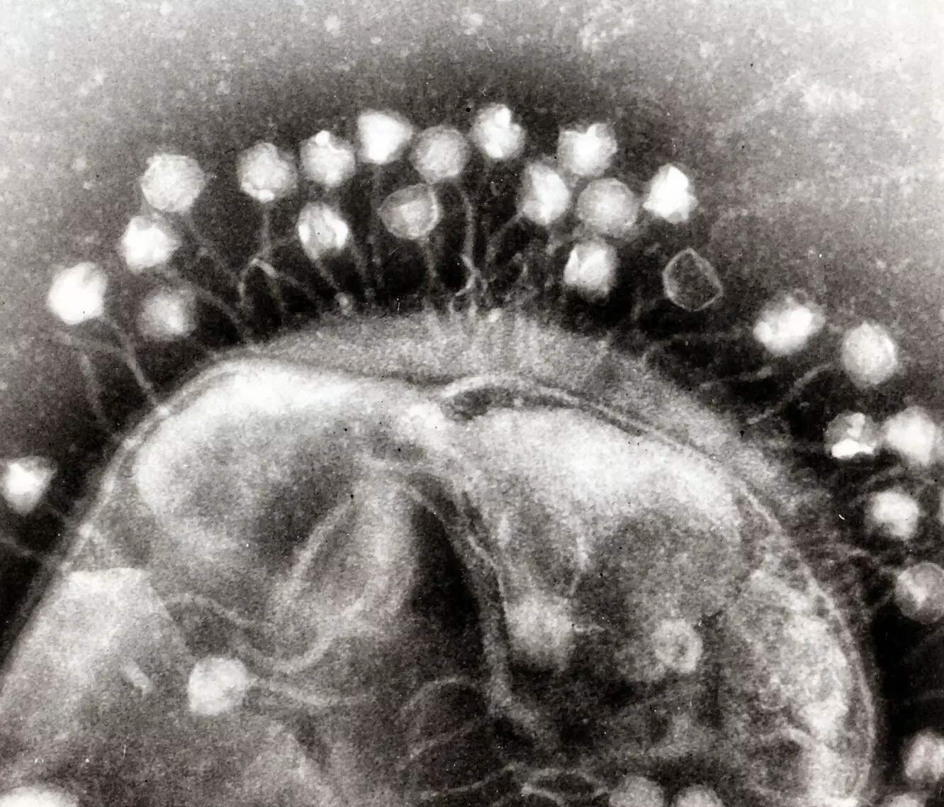 Vad gör bakteriofager? Inklusive fixat! Till exempel visar detta foto taget med ett elektronmikroskop processen att fästa bakteriofager (T1-kolifager) på ytan av en E. coli-bakterie.