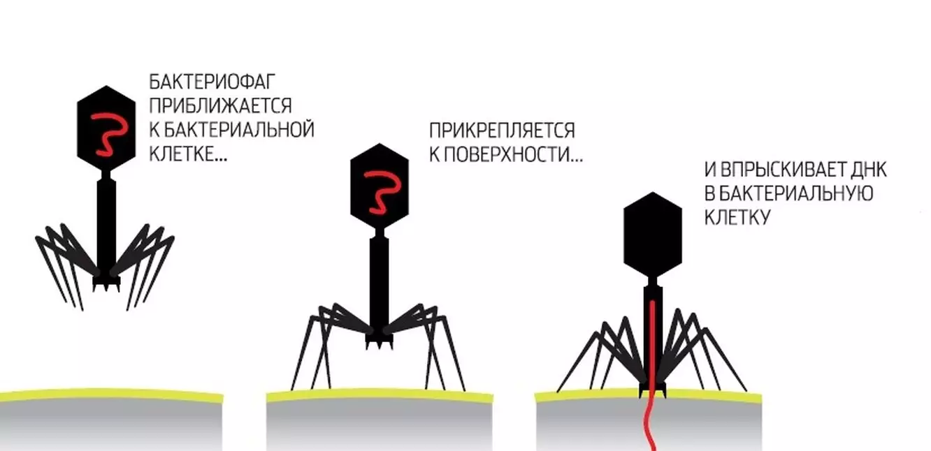 Bilden visar schematiskt en virusattack. Hur fungerar en bakteriofag efter den? I cellen sker syntesen av protein- och nukleinkomponenter.