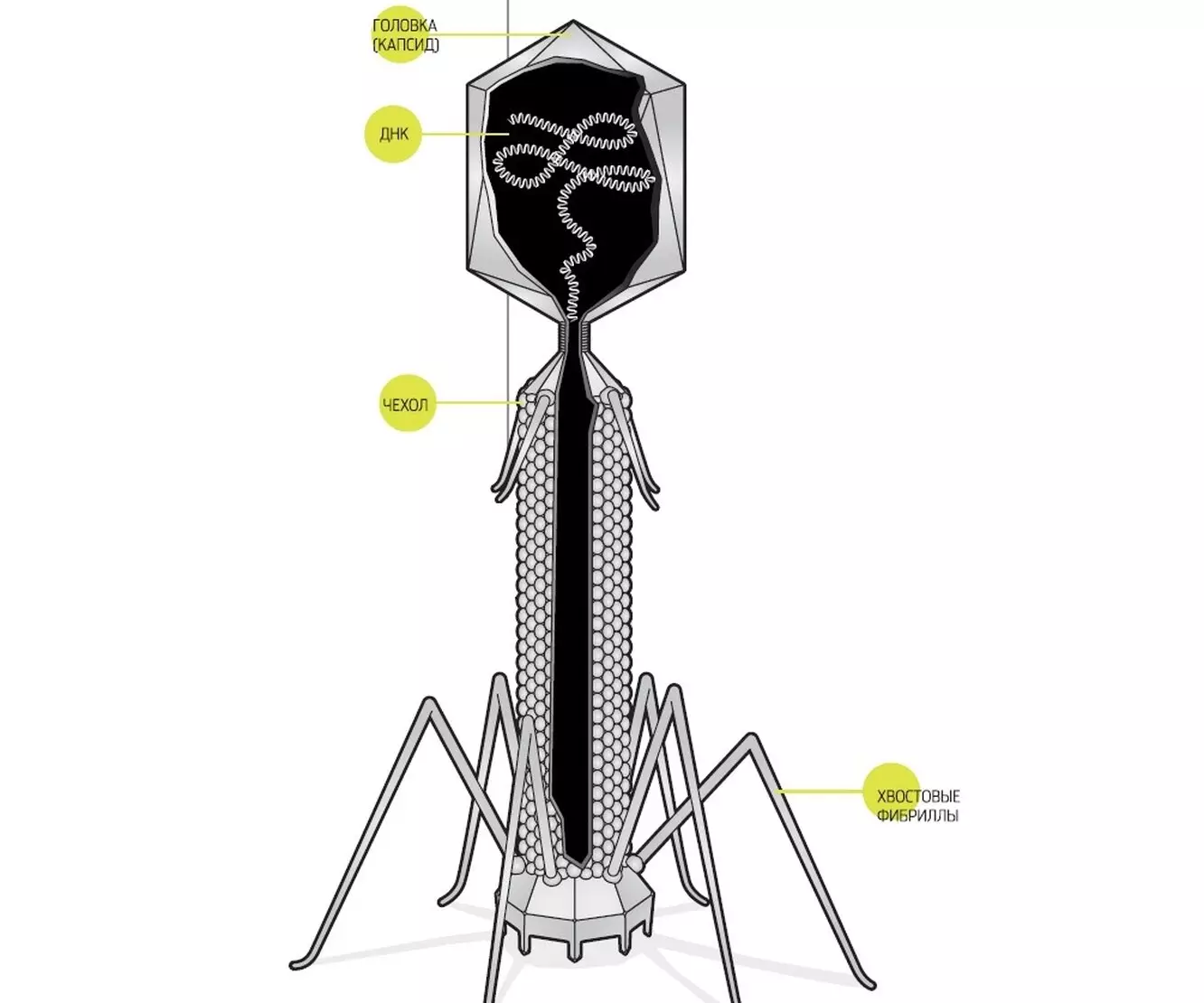 Vad är en bakteriofag inom biologi? Detta är inte en levande varelse, utan en molekylär nanomekanism skapad av naturen. Svansen på en bakteriofag är en spruta som tränger igenom bakteriens vägg och injicerar det virala DNA som finns lagrat i huvudet (kapsid) i cellen.