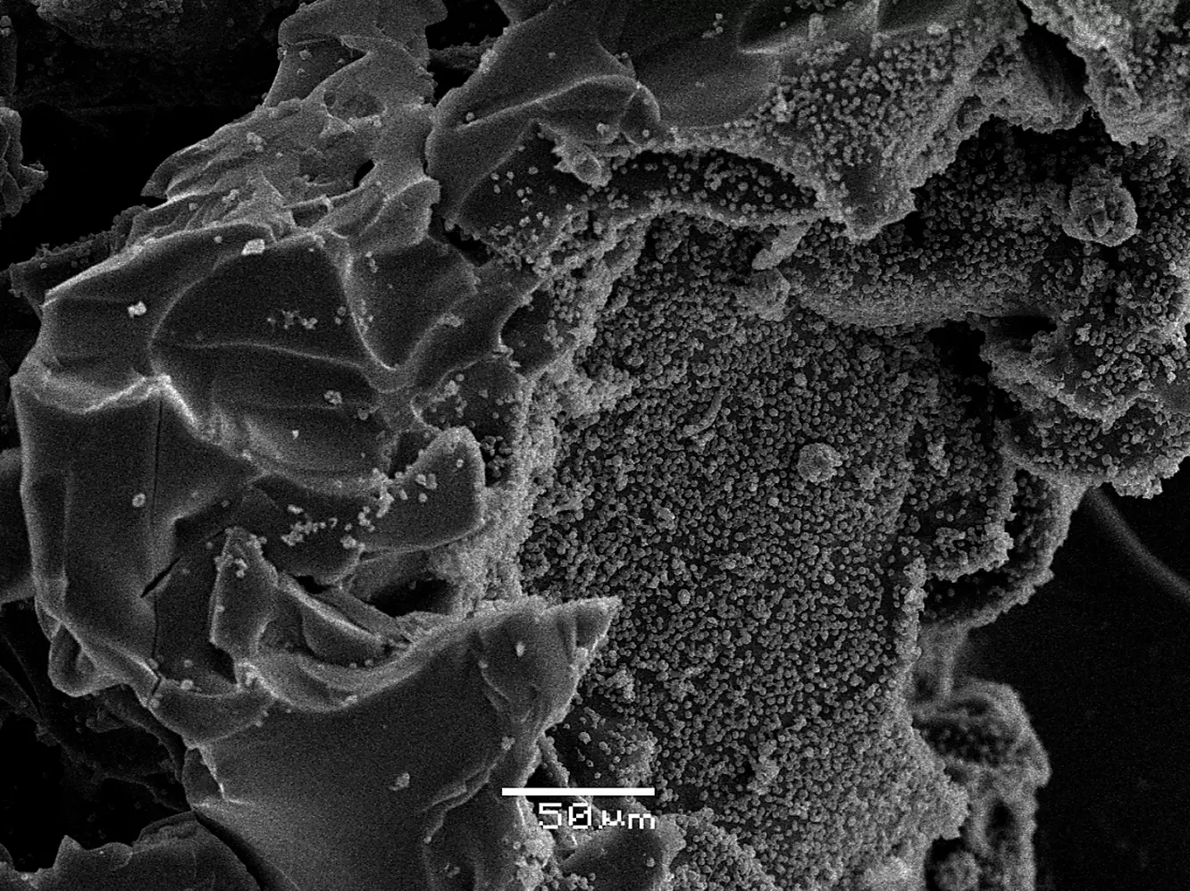 Cealla microalgae ceangailte le sorbent