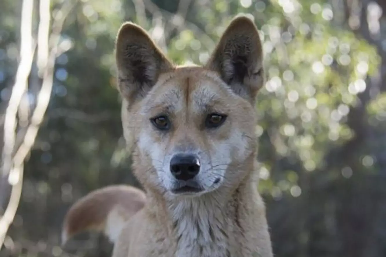 Dingo Sandy - pwopriyetè a nan genomic ki pi enteresan