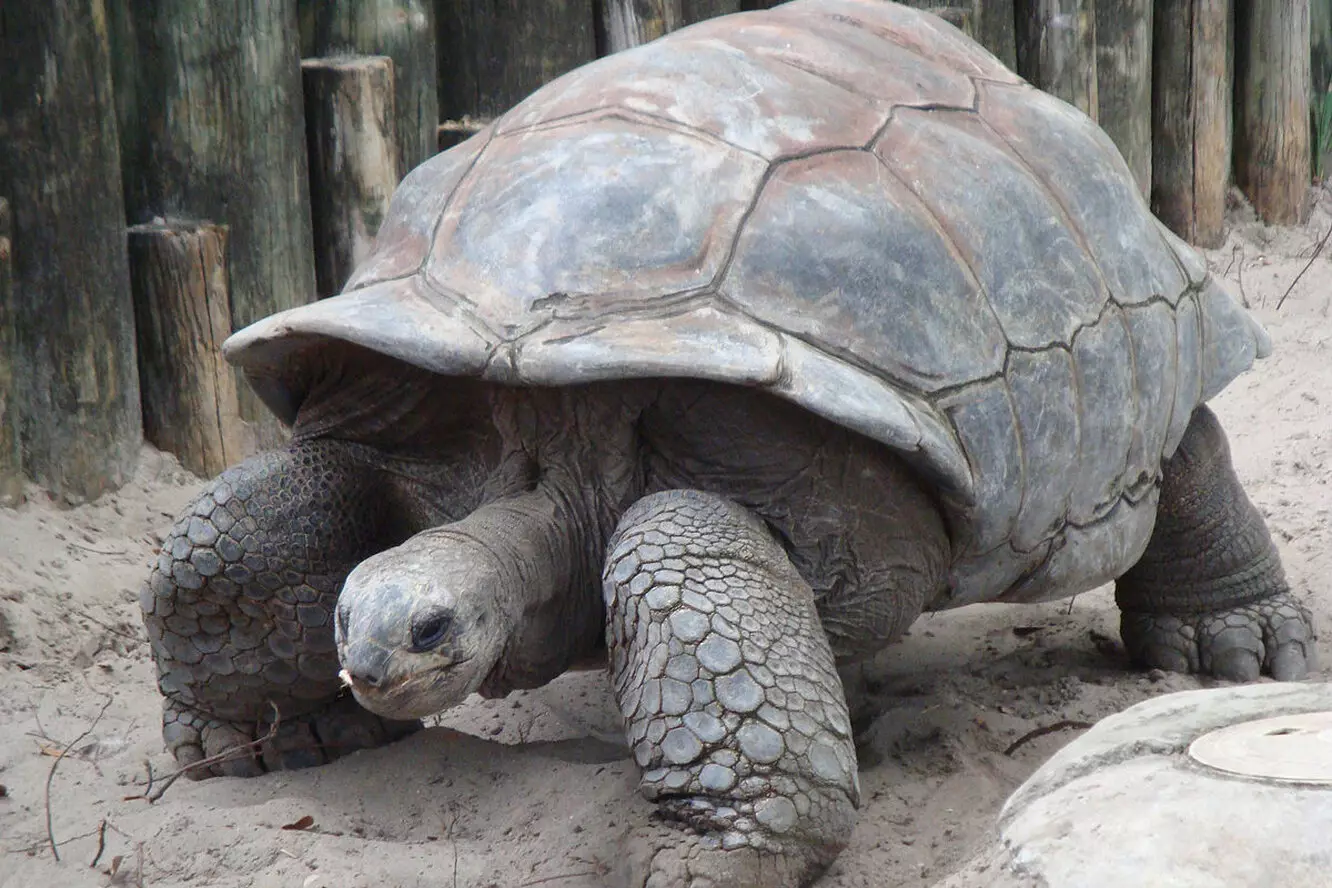 US Marines airlift 1,100 turtles