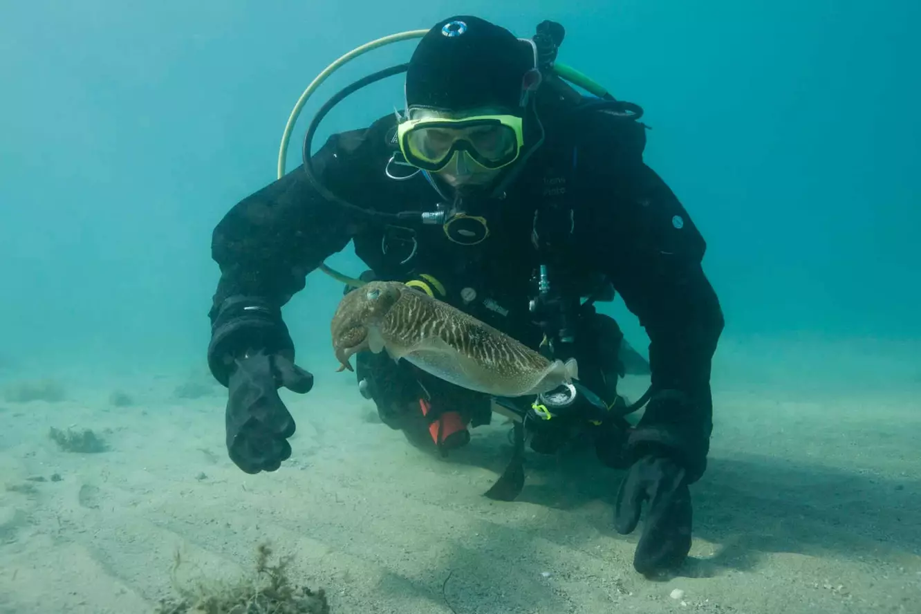 Kurwa pakati pechirume cuttlefish: isingawanzo mifananidzo