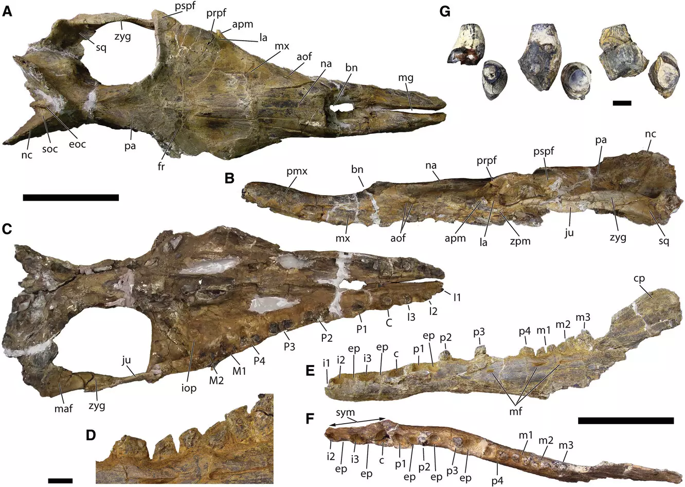 Baleek hortzak zituztenean 350788_2