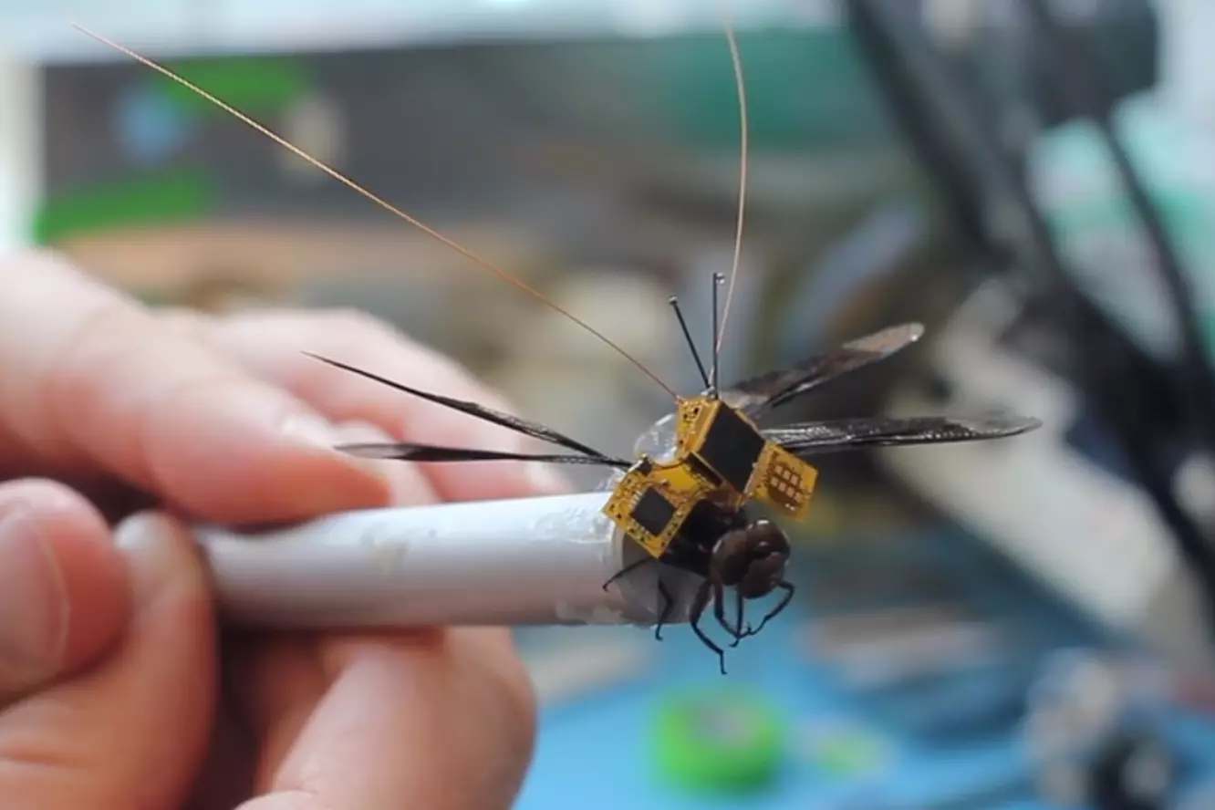 Cyborg dragonfly e fetotsoeng ka liphatsa tsa lefutso: drone e nyane ka ho fetisisa lefatšeng