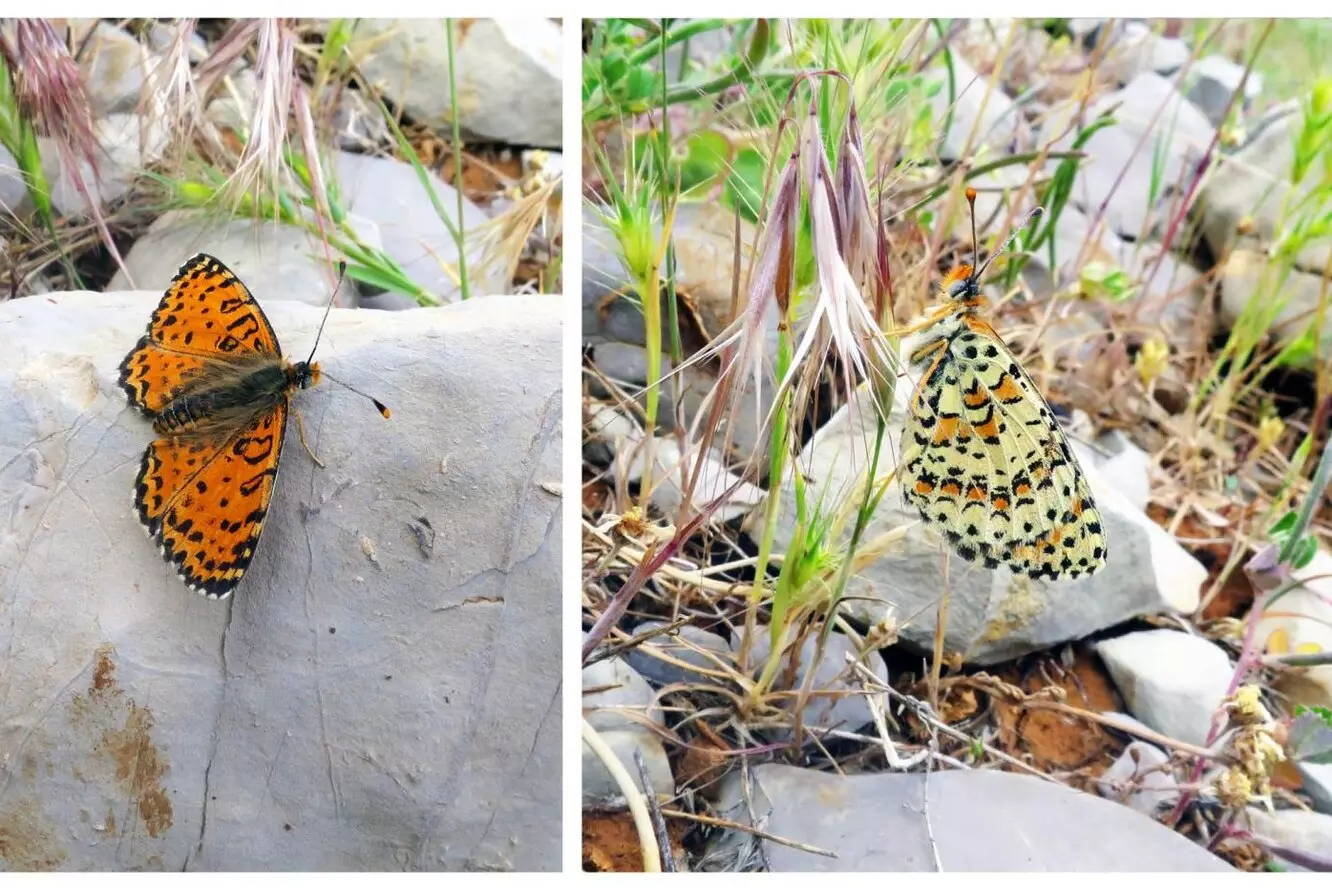 Biólogo russo descobriu uma nova espécie de borboleta