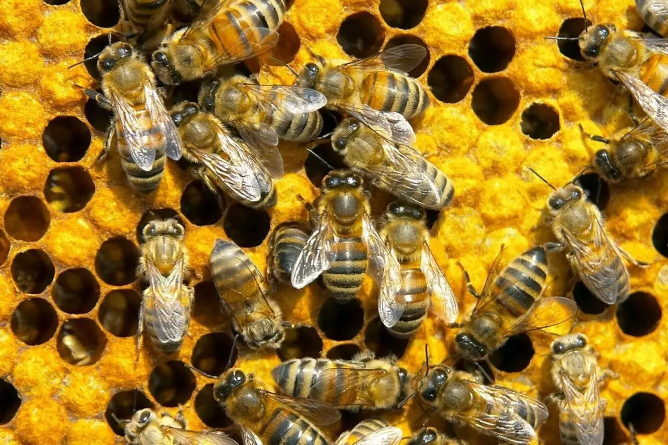 Cause of bee extinction discovered