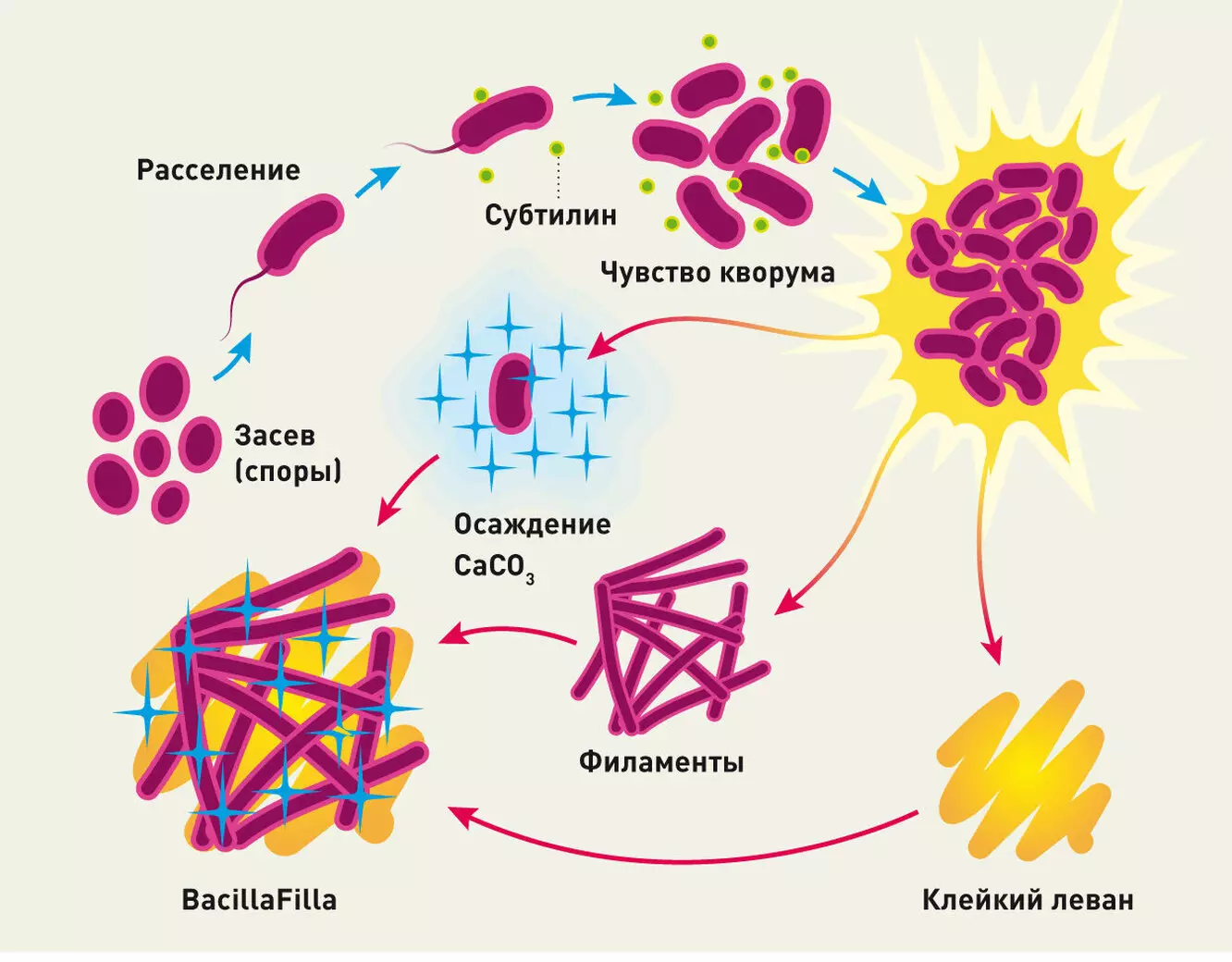 I-Biofoundation: indlela ii-microorganisms ezisetyenziswa ngayo ekwakheni 351642_4