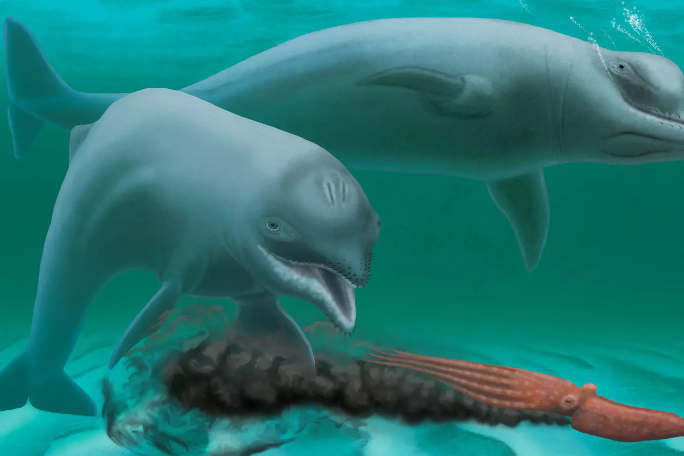 Scoperte nuove specie di delfini