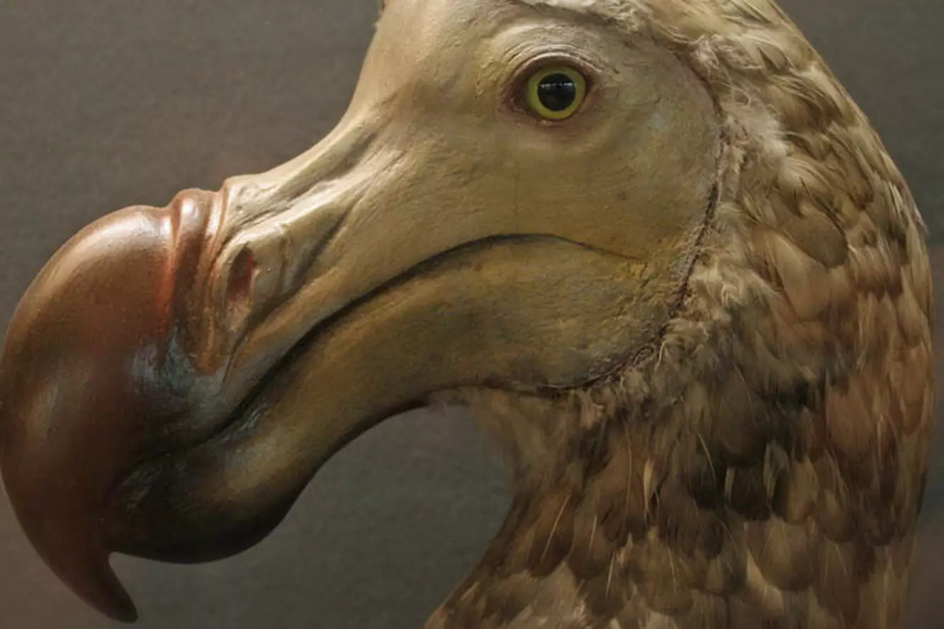 I biologi hanno scoperto come vivevano gli uccelli dodo