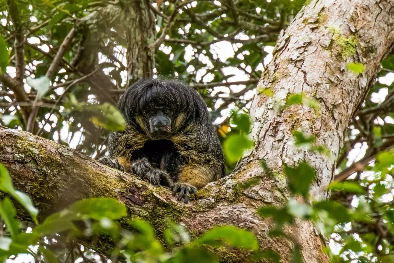 جنگل میں پایا جانے والا نایاب بندر