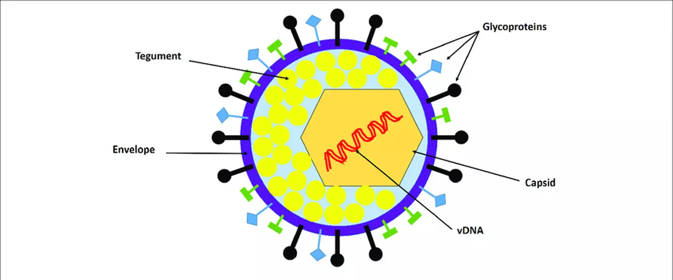 Yintoni ekhethekileyo malunga ne-herpes 352811_3